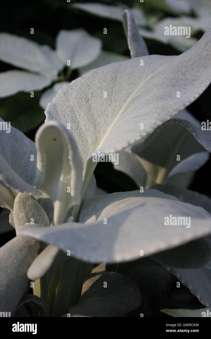 Senecio candicans, Angel wings, sea cabbage Stock Photo - Alamy