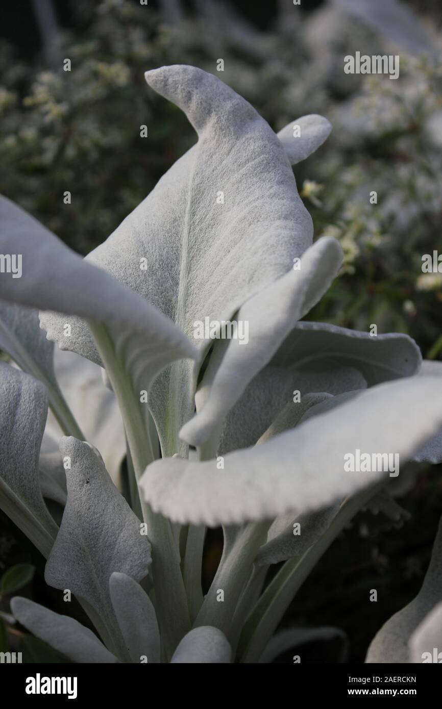 Senecio candicans, Angel wings, sea cabbage Stock Photo - Alamy