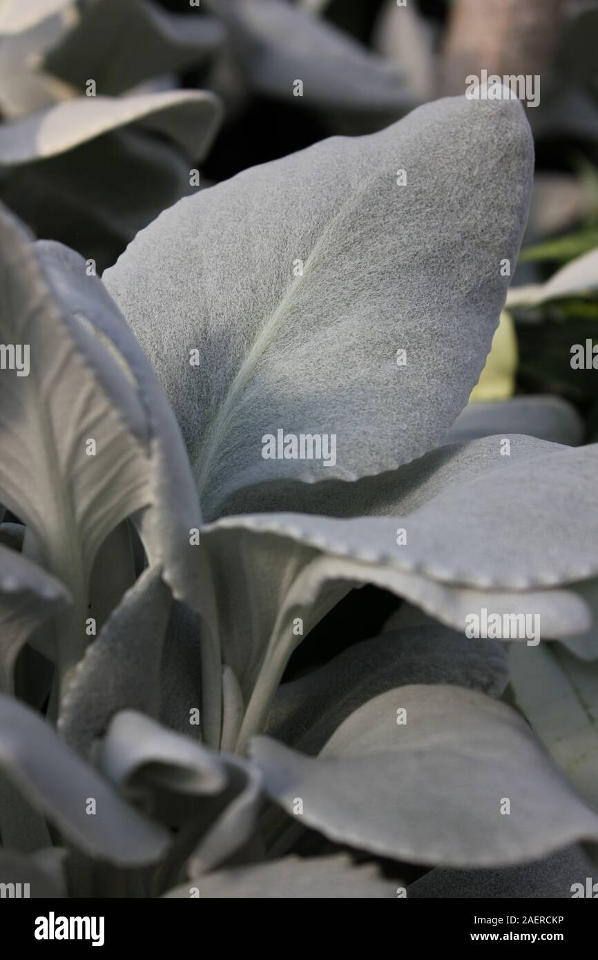 Senecio candicans, Angel wings, sea cabbage Stock Photo - Alamy