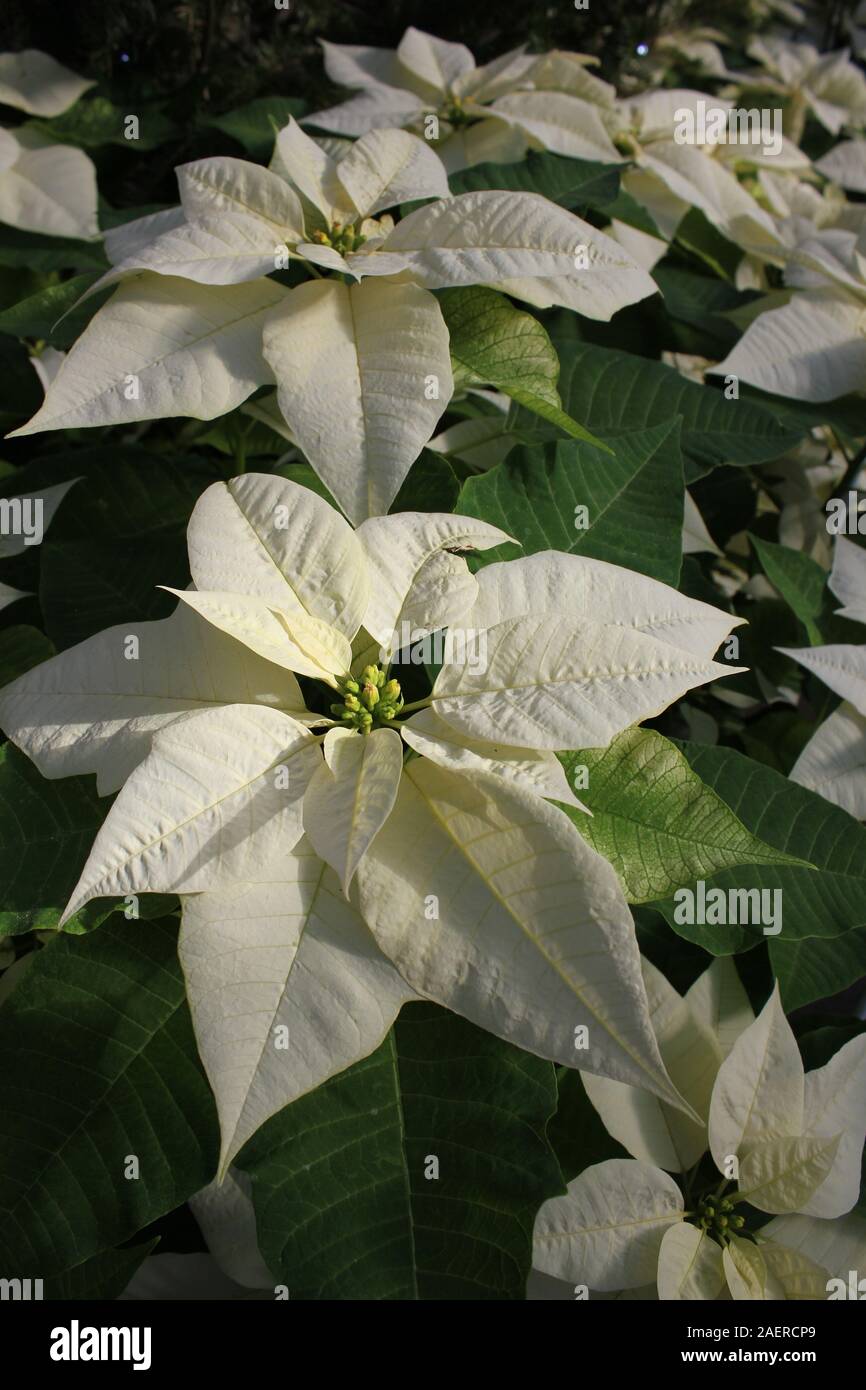 Flor de nochebuena hi-res stock photography and images - Alamy