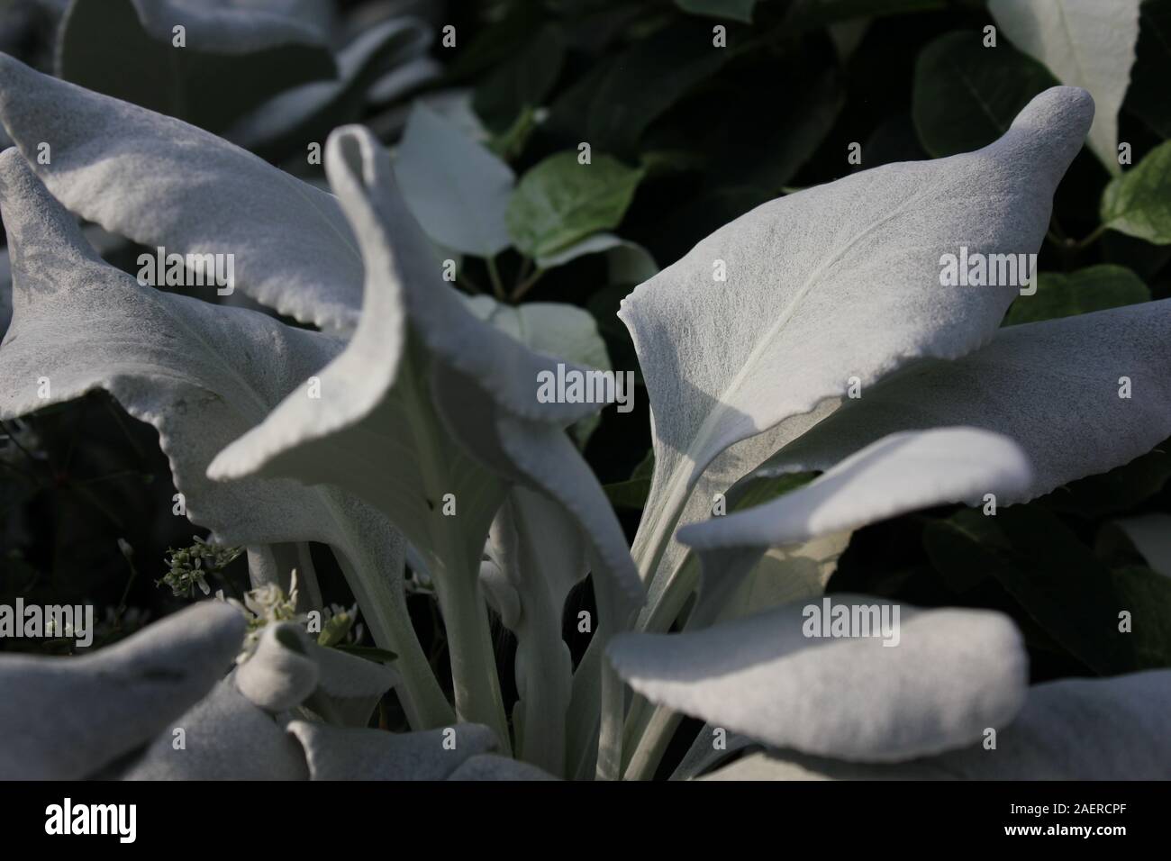 Senecio candicans, Angel wings, sea cabbage Stock Photo - Alamy
