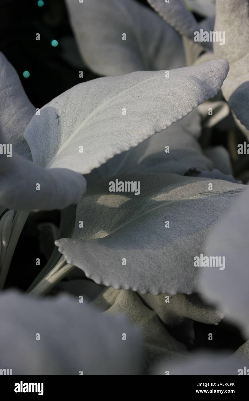 Senecio candicans, Angel wings, sea cabbage Stock Photo - Alamy