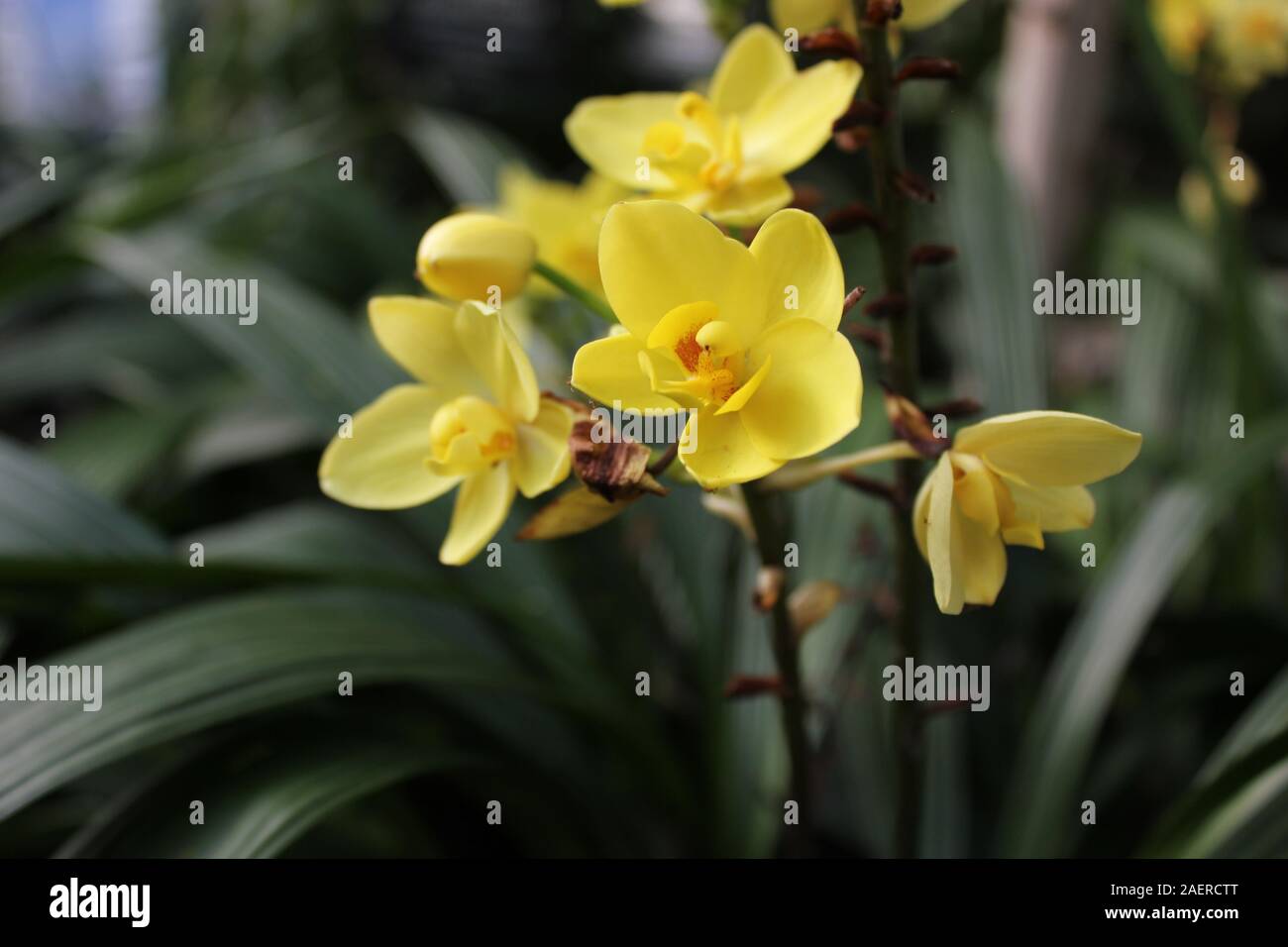 Yellow Spathoglottis plicata, Philippine Ground Orchid Stock Photo - Alamy