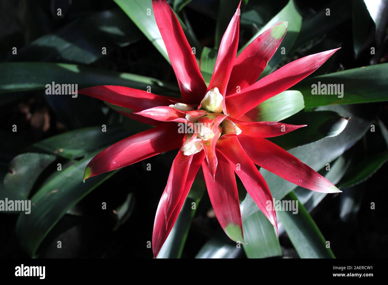 Dwarf portea hi-res stock photography and images - Alamy