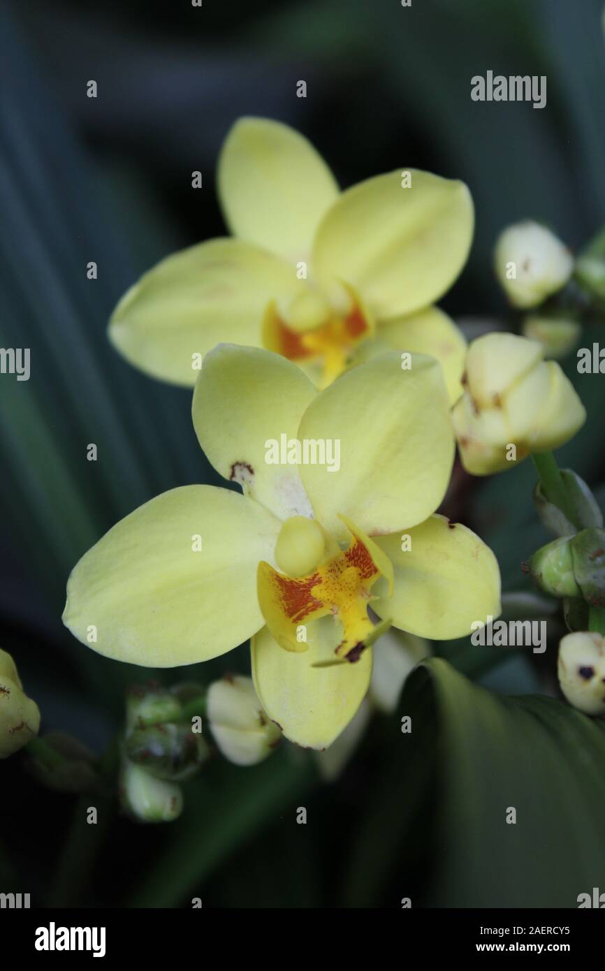 Yellow Spathoglottis plicata, Philippine Ground Orchid Stock Photo - Alamy
