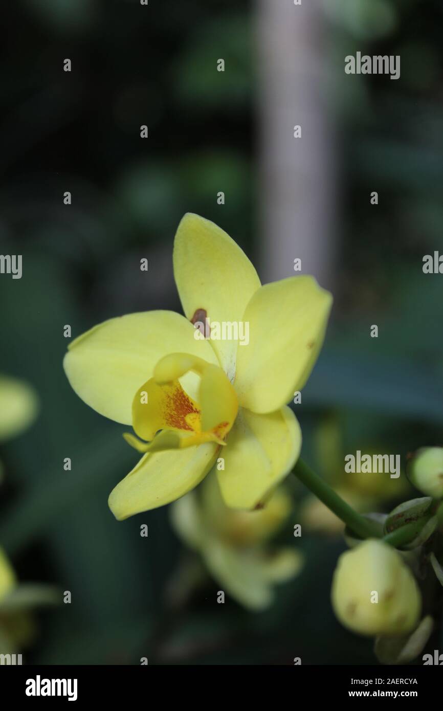 Yellow Spathoglottis plicata, Philippine Ground Orchid Stock Photo - Alamy