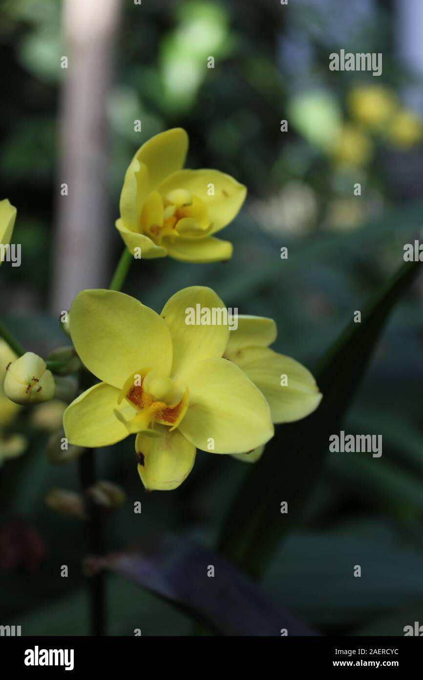 Yellow Spathoglottis plicata, Philippine Ground Orchid Stock Photo - Alamy