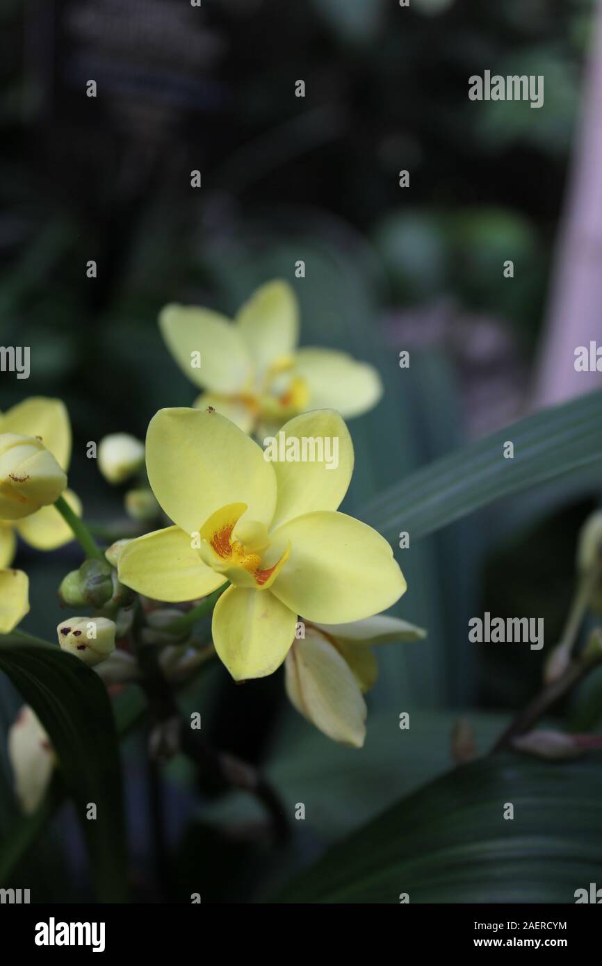 Yellow Spathoglottis plicata, Philippine Ground Orchid Stock Photo - Alamy
