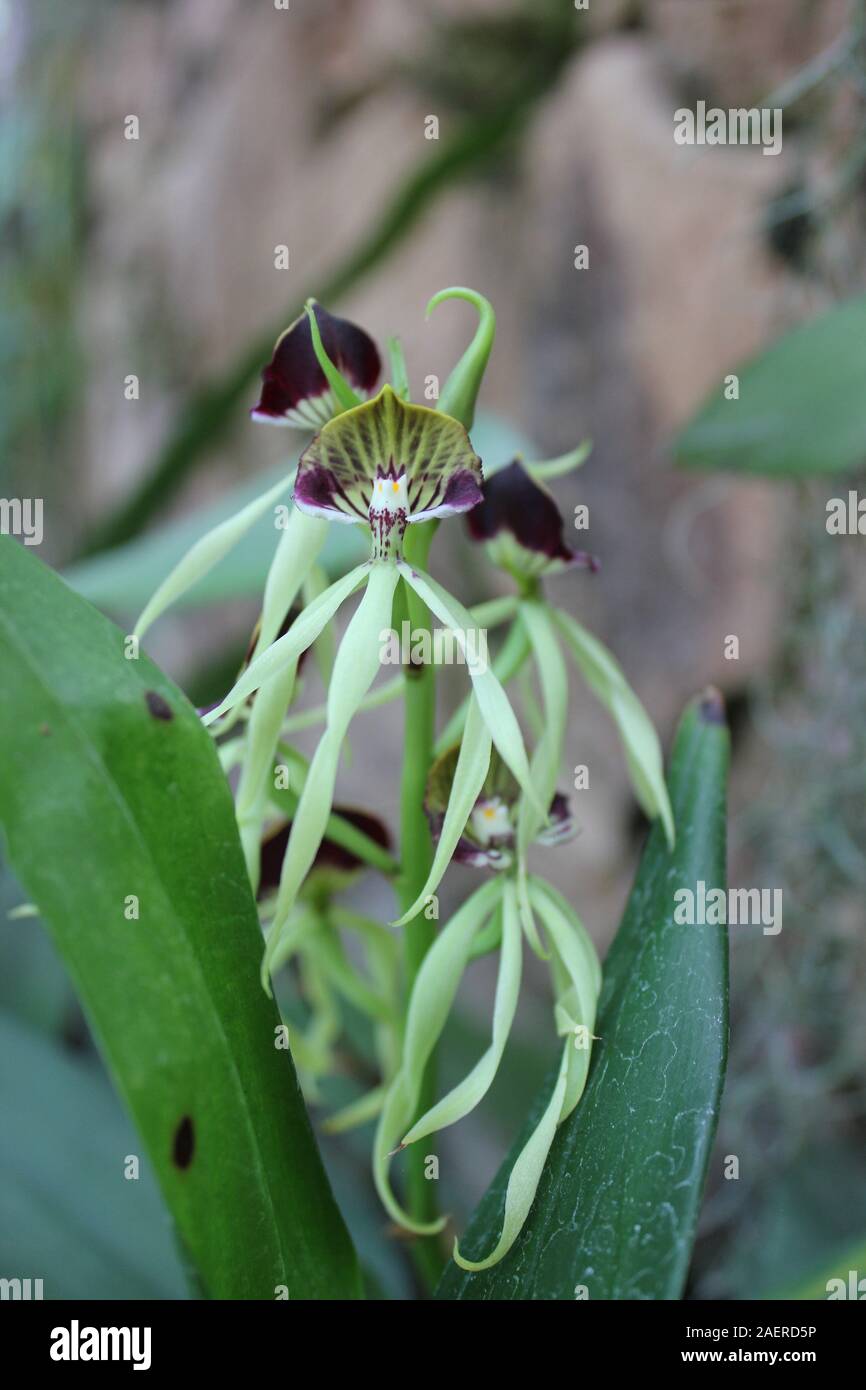 Encyclia cochleata hi-res stock photography and images - Alamy