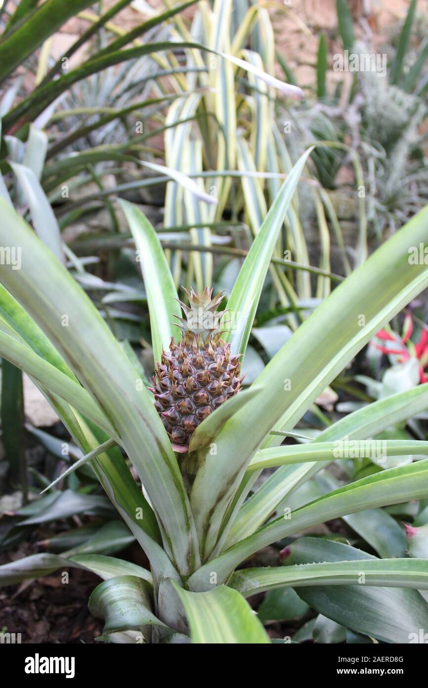 Showy pineapple hi-res stock photography and images - Alamy