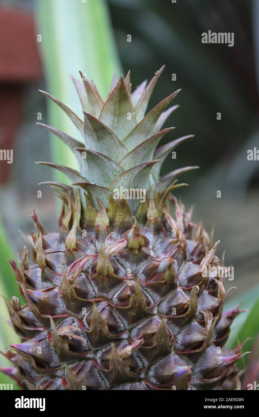 Showy pineapple hi-res stock photography and images - Alamy