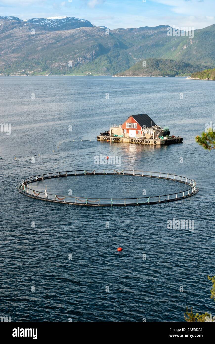 Floating cages in the Fjord at a salmon fish farm, Hardangerfjord north ...