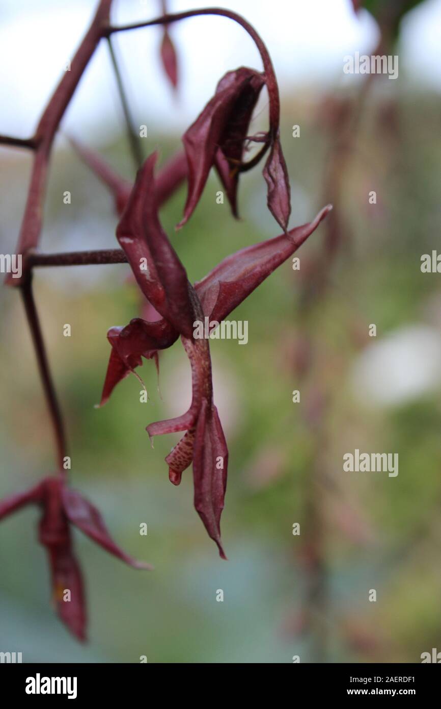 Gongora quinquenervis hi-res stock photography and images - Alamy