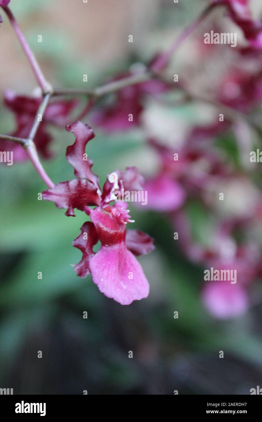 Optimum flowers hi-res stock photography and images - Alamy