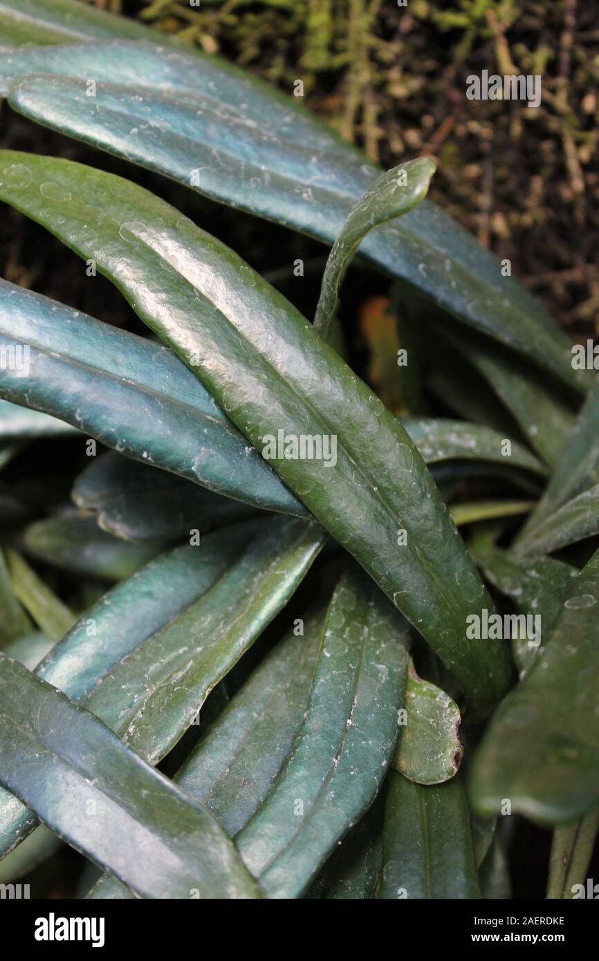 Hyper rare Polypodiaceae, oil fern, blue fern, microsorum steerii, Blue ...