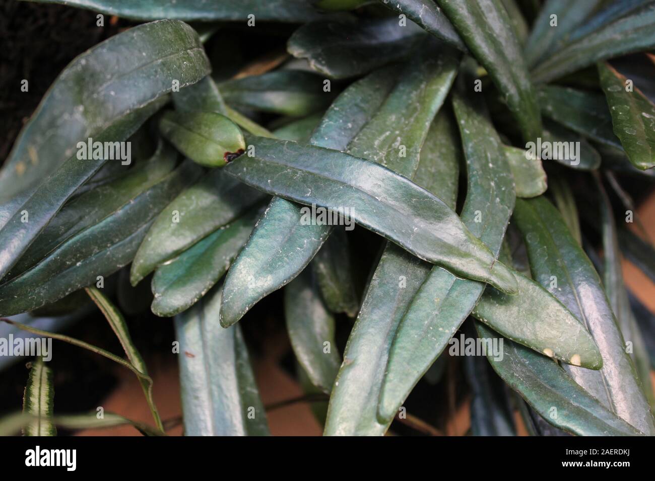 Hyper rare Polypodiaceae, oil fern, blue fern, microsorum steerii, Blue ...