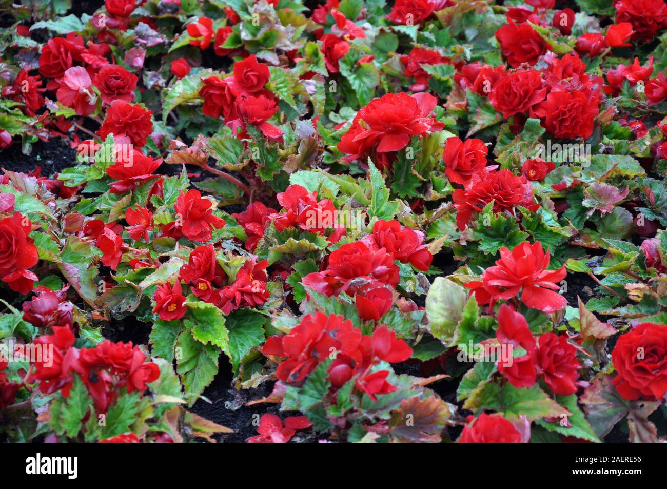 Begonia flowers. Cover photo of begonias. Floral pattern. Flower ...