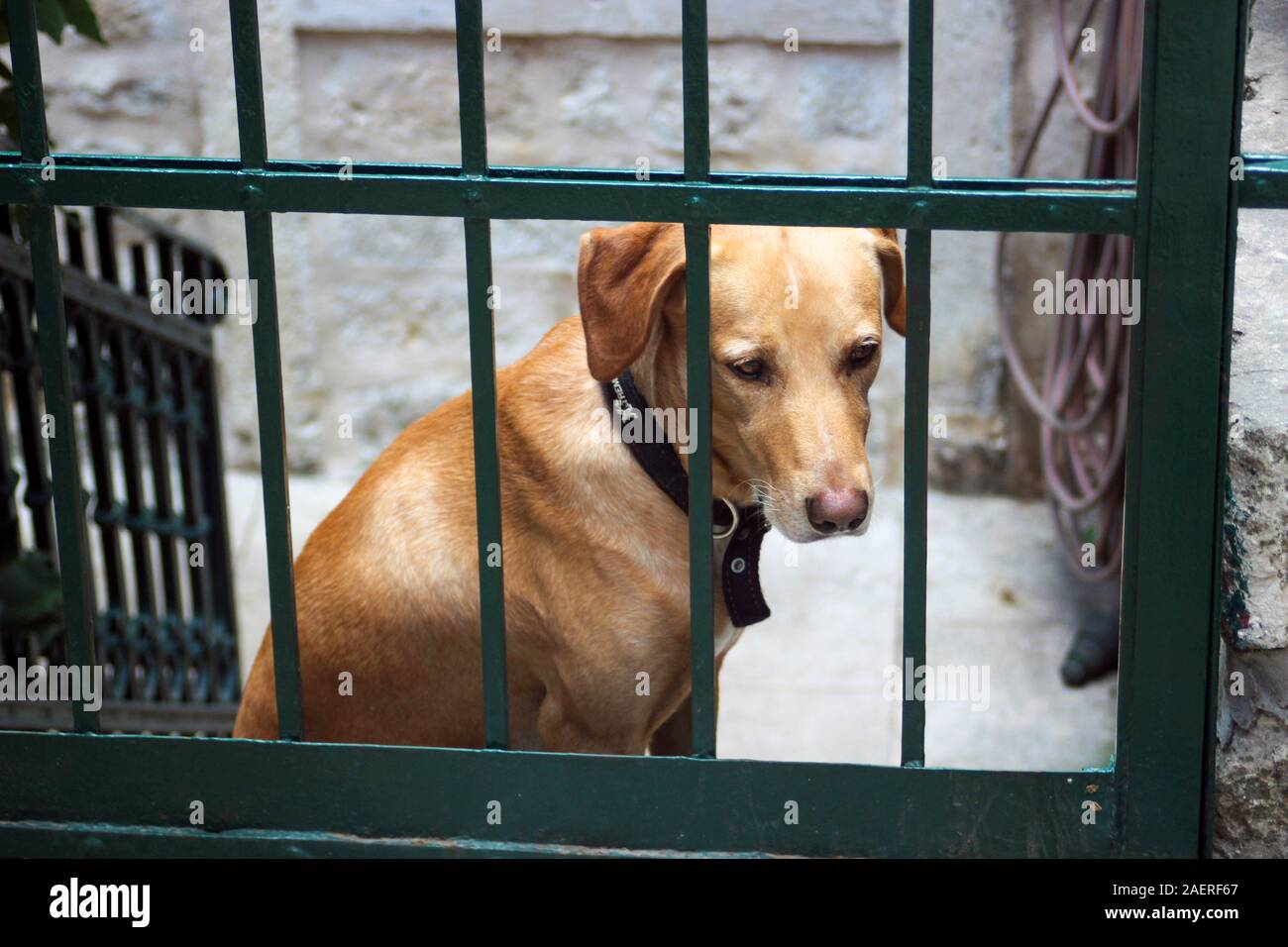 Sad looking dog behind gate Stock Photo - Alamy