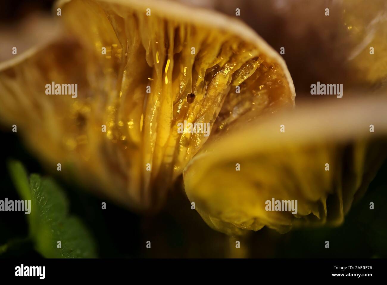 Fungal lamellae hi-res stock photography and images - Alamy