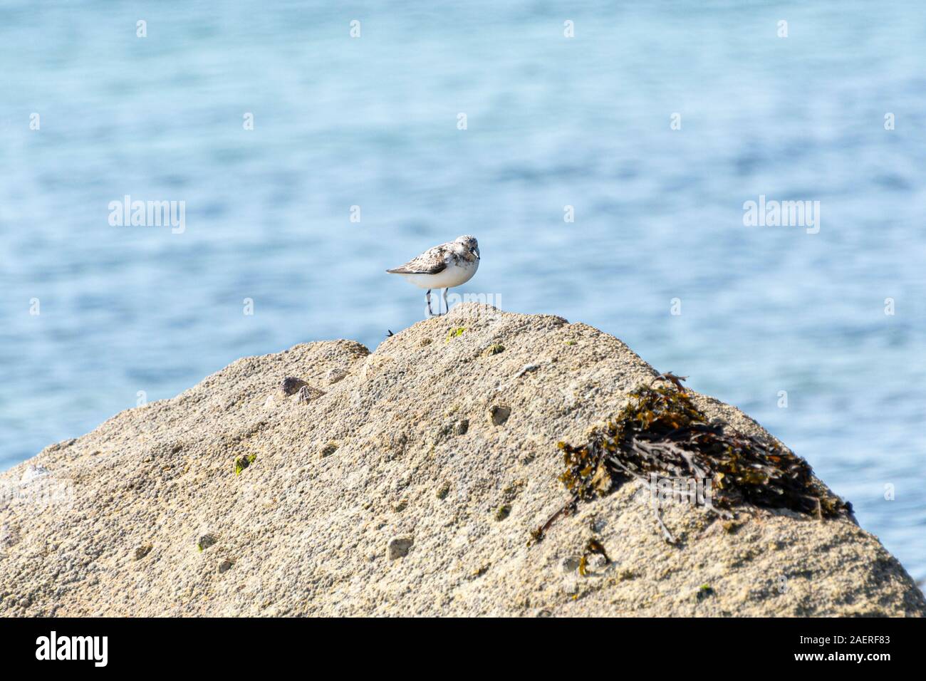 Sanderling uk summer hi-res stock photography and images - Alamy