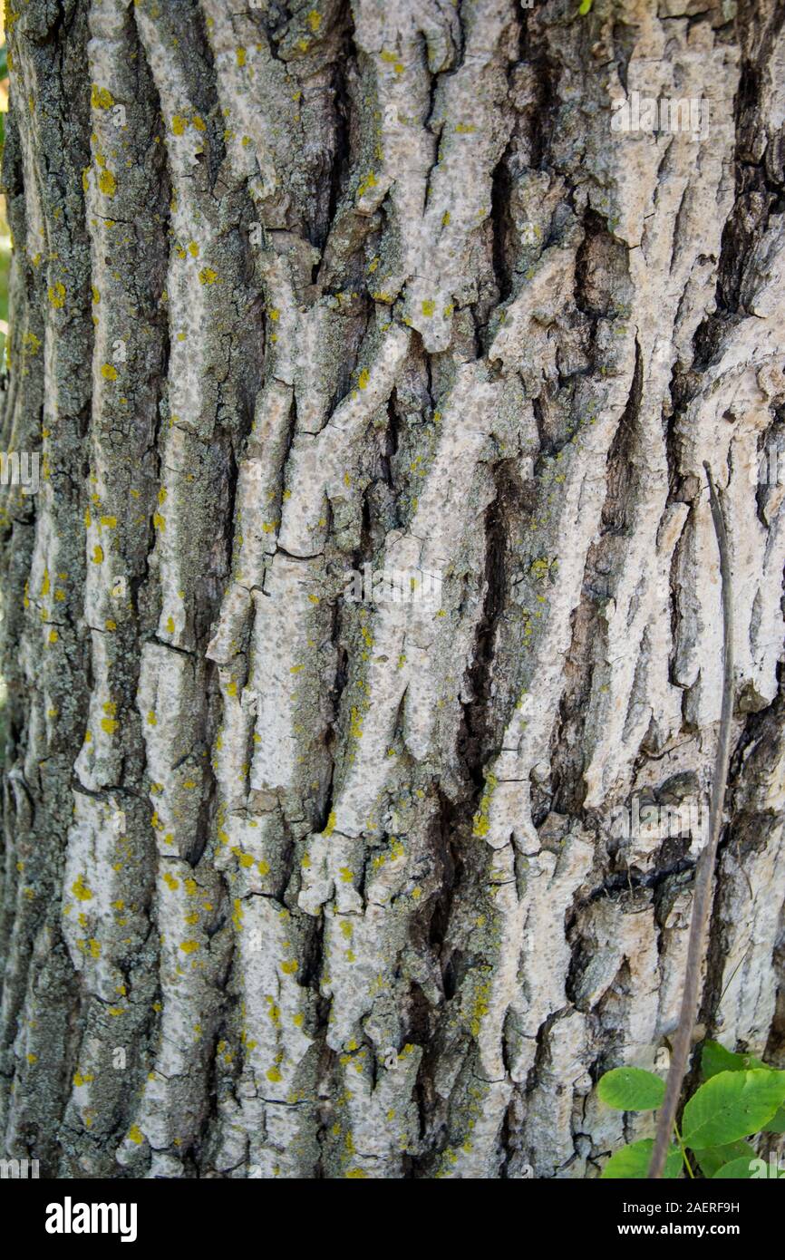 Trees bark pattern plant hi-res stock photography and images - Alamy