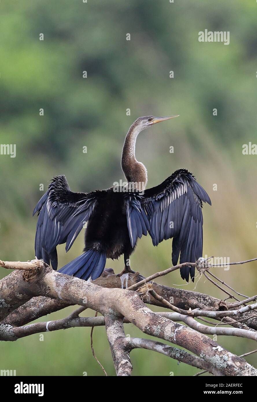 African Darter (Anhinga rufa rufa) adult female at rest on dead branch ...
