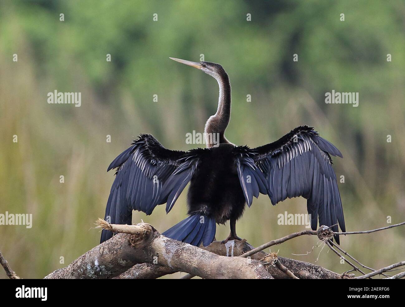 African Darter (Anhinga rufa rufa) adult female at rest on dead branch ...