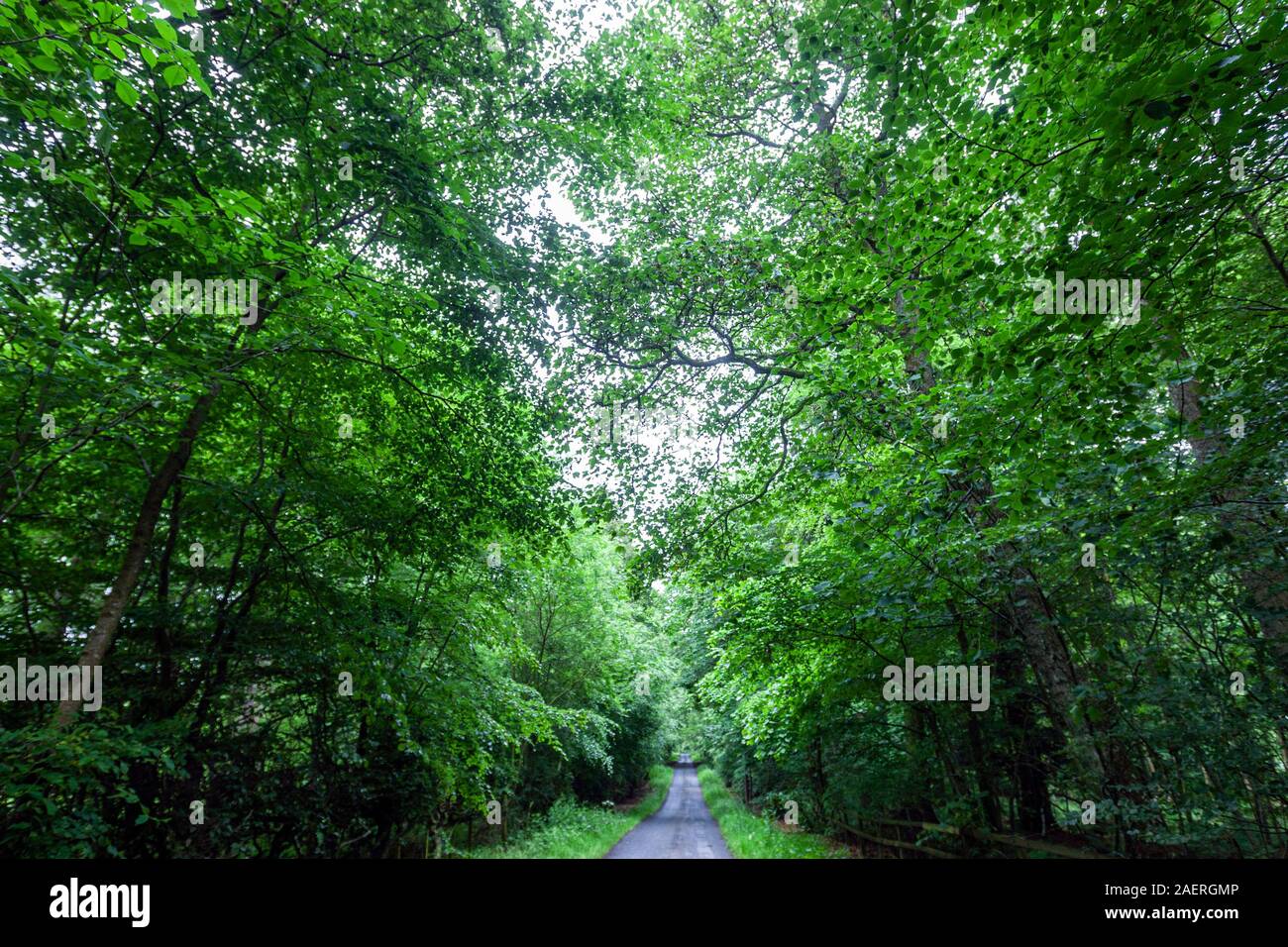 Small country road surrounding by trees, wooplaw community woodland ...