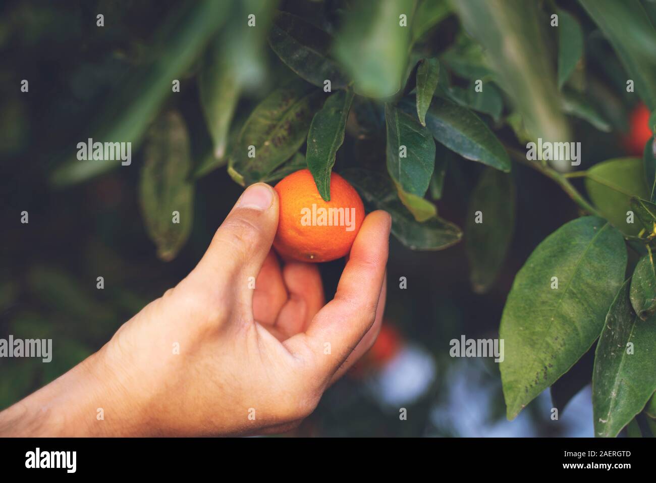Mandarin tree branches with ripe fruits. Mandarin orange tree ...