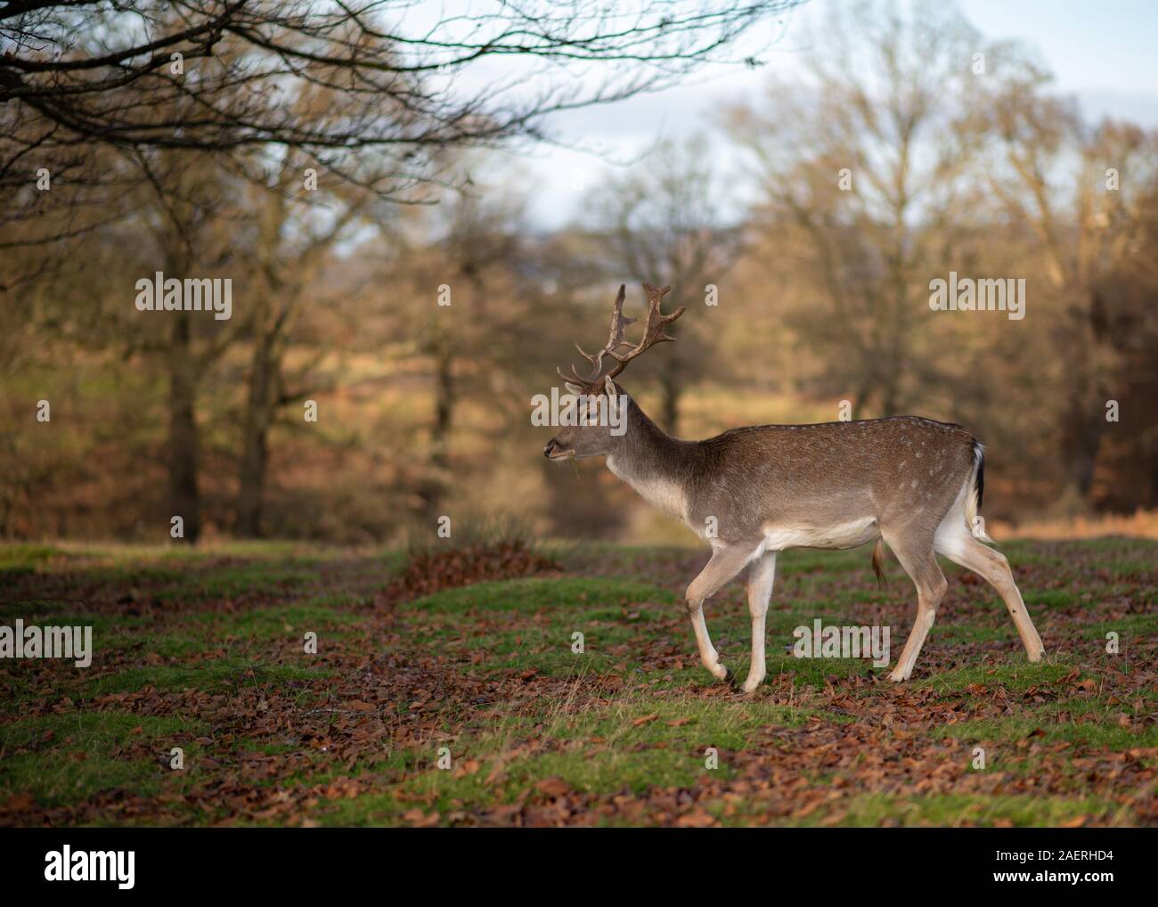 Exploring texture in nature hi-res stock photography and images - Alamy