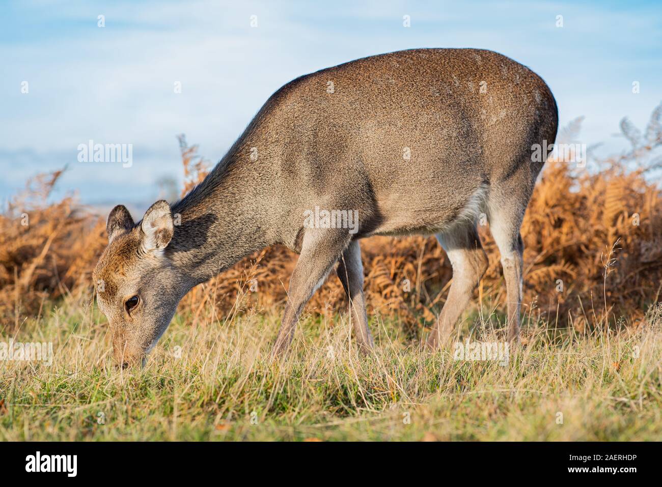 Deer with blue eyes hi-res stock photography and images - Alamy