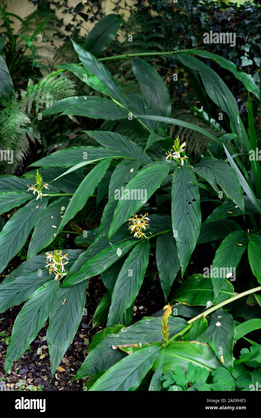 Ginger lilies garden hi-res stock photography and images - Alamy