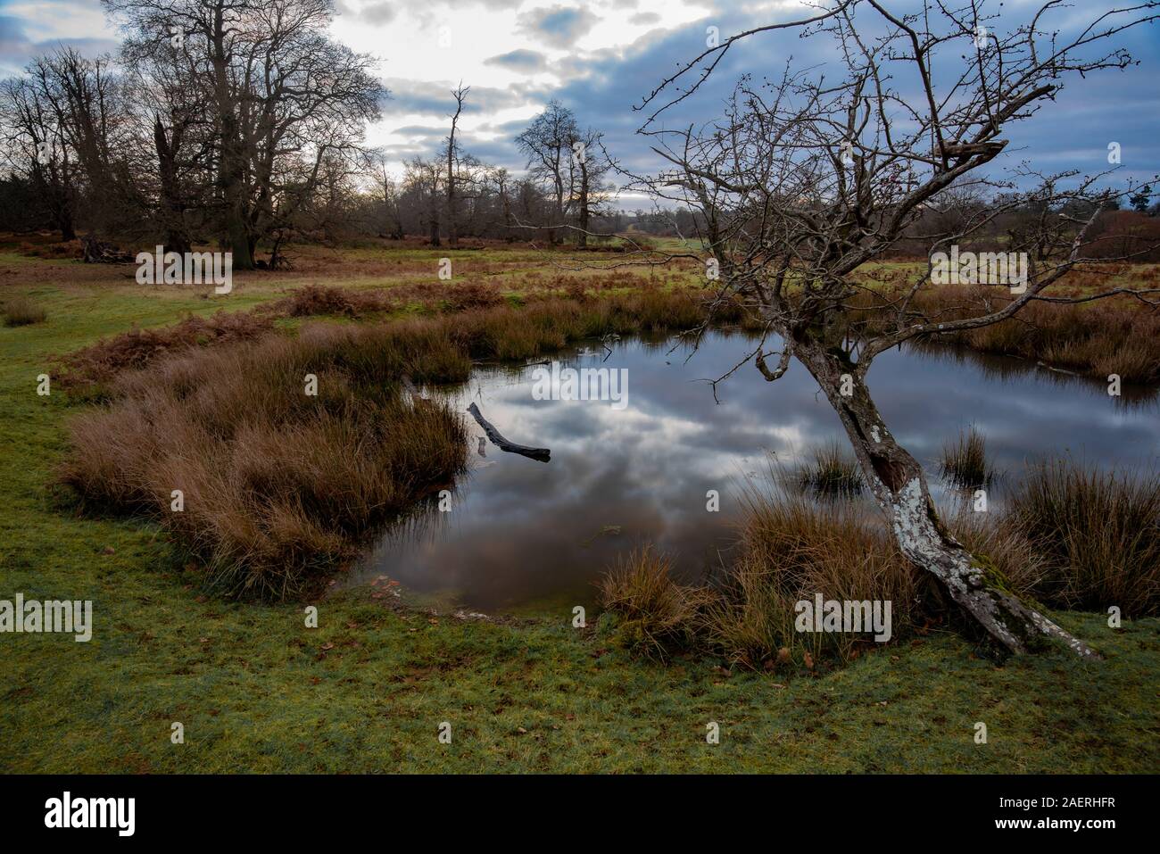 swamp in the English forest Stock Photo - Alamy