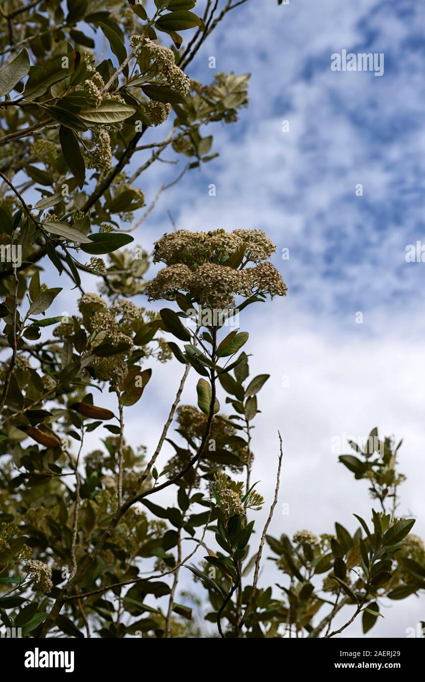 Olearia oleifolia hi-res stock photography and images - Alamy