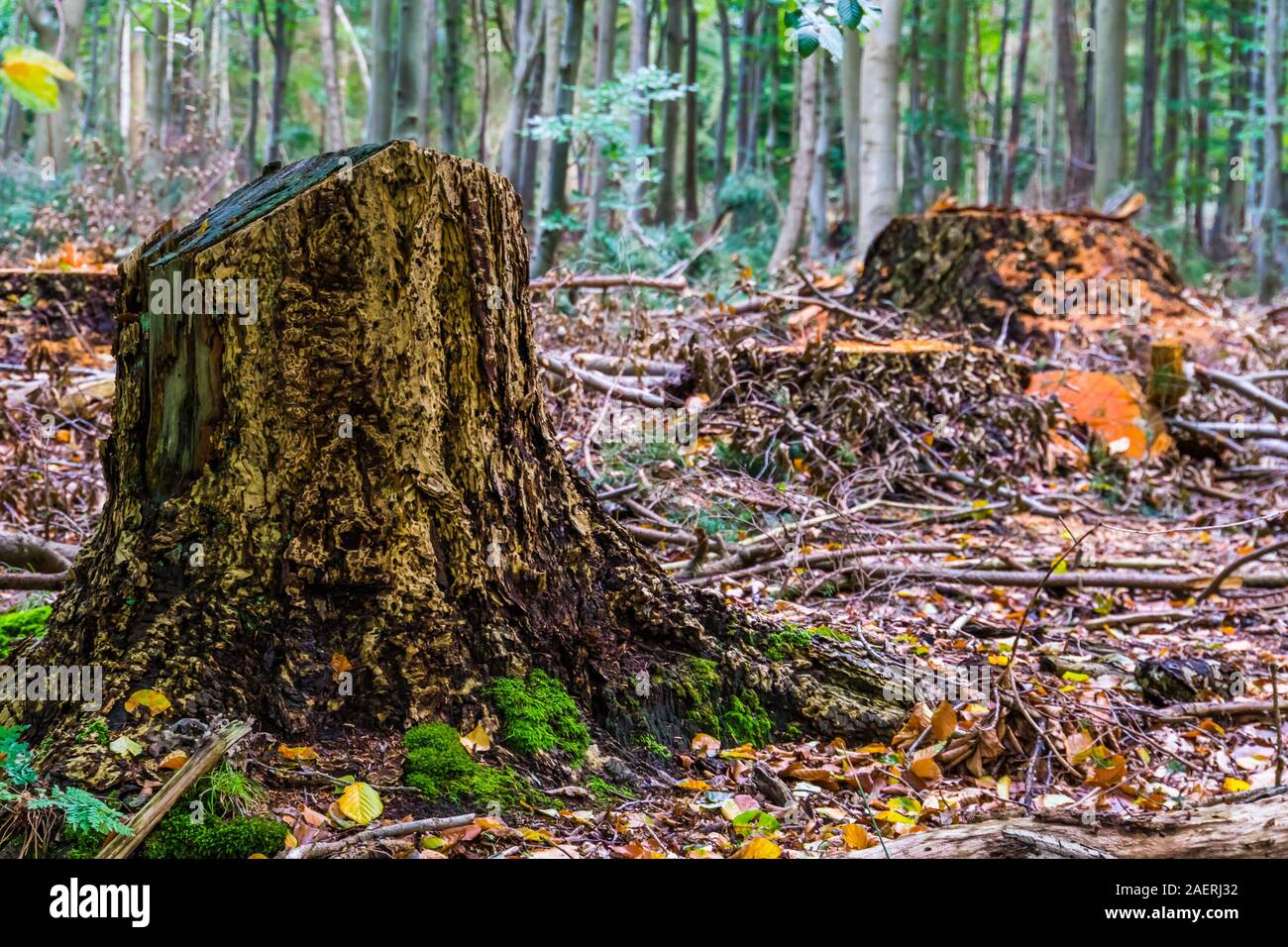 tree stumps of cut down trees in the liesbos forest of breda, The ...