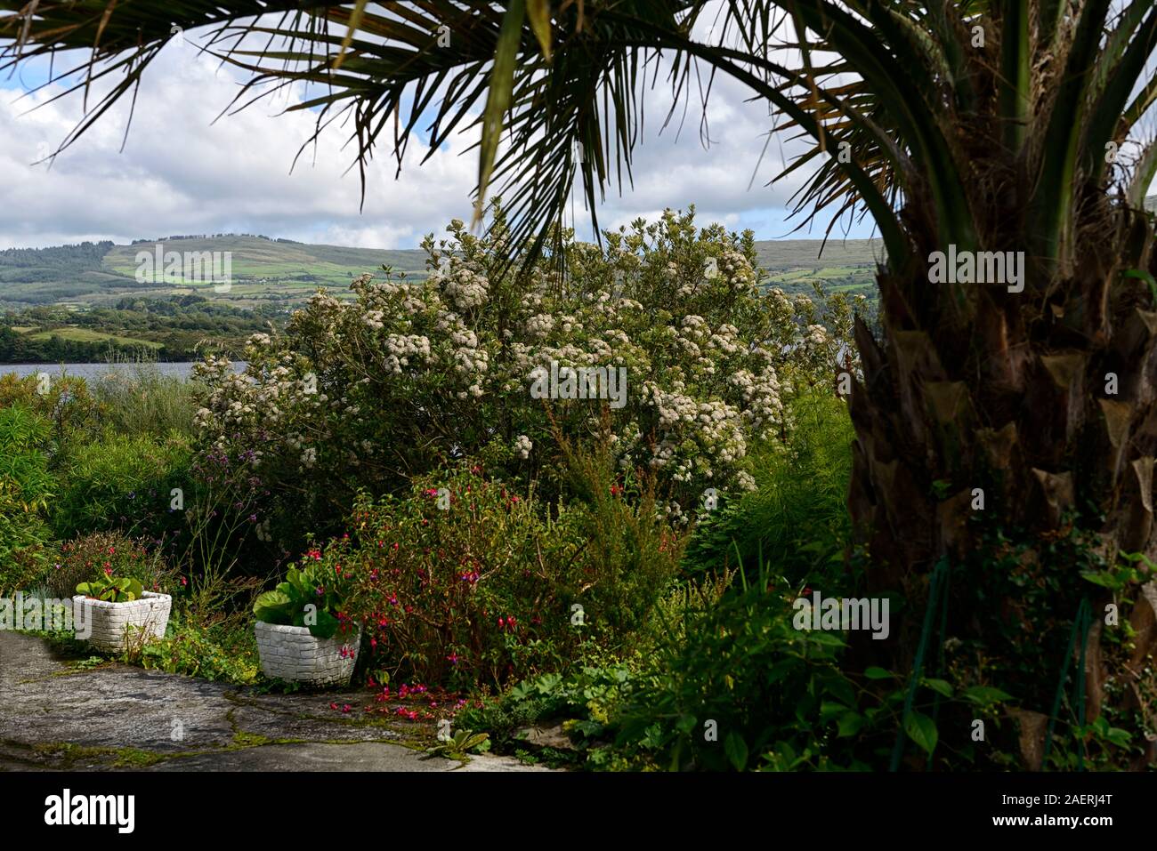Phoenix canariensis leaves hi-res stock photography and images - Alamy