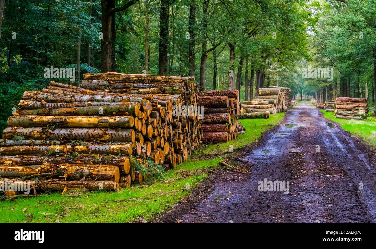 tree trunk piles with a muddy forest road in the liesbos of Breda, The ...