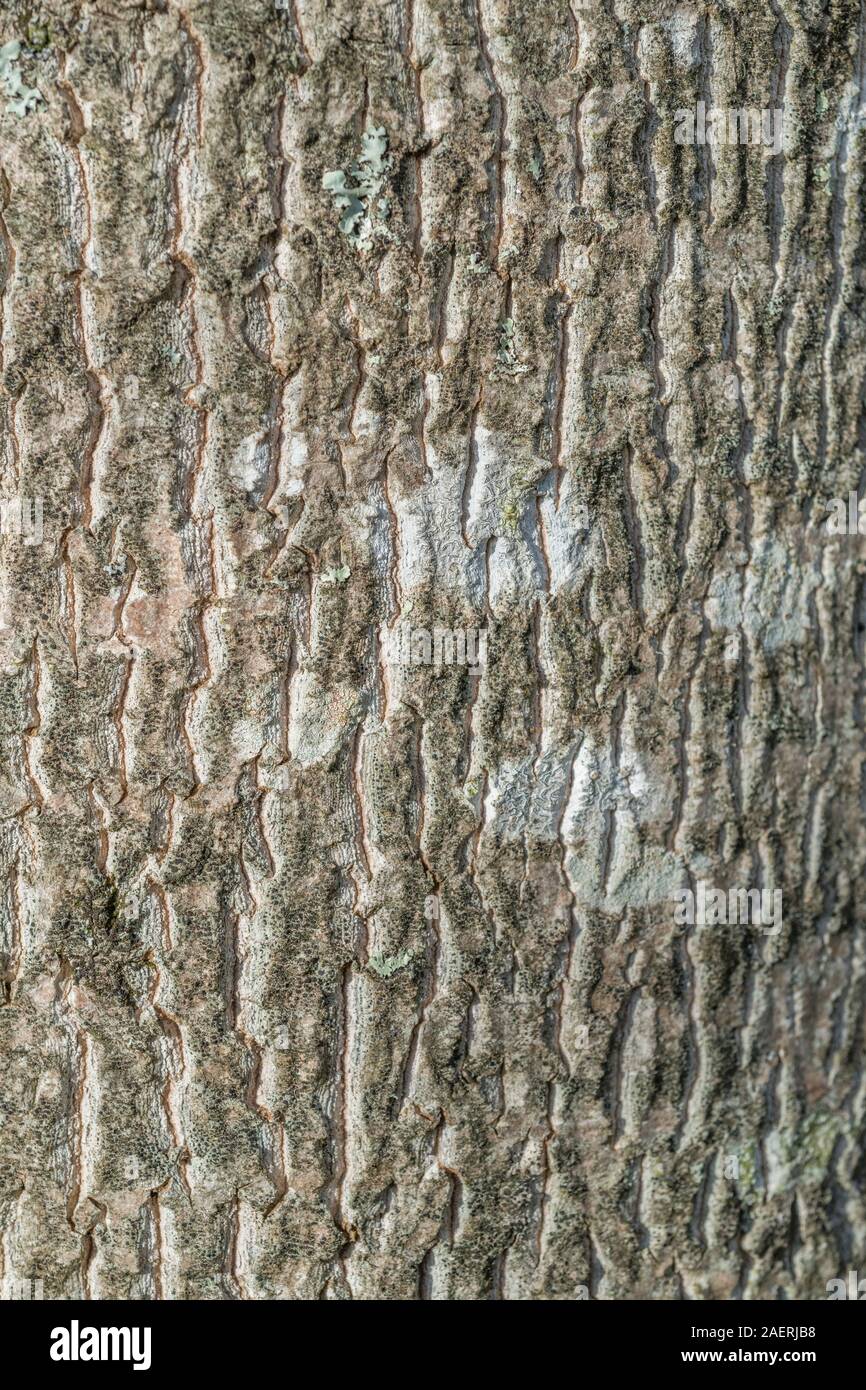 Tulip Tree Bark Liriodendron Tulipifera Hi Res Stock Photography And