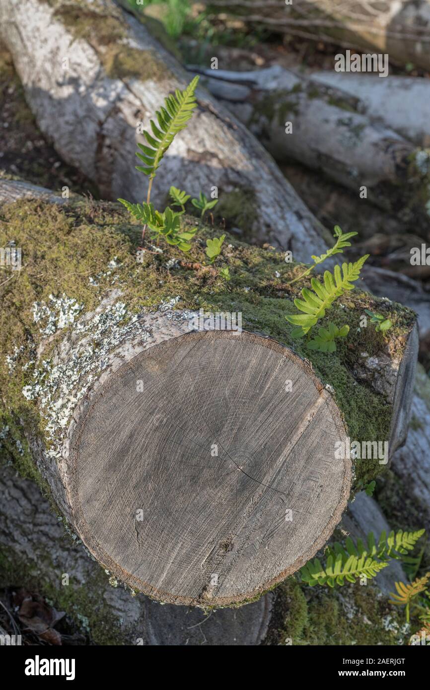Fern growing on tree trunk as part of a stack of sawn logs. Metaphor ...