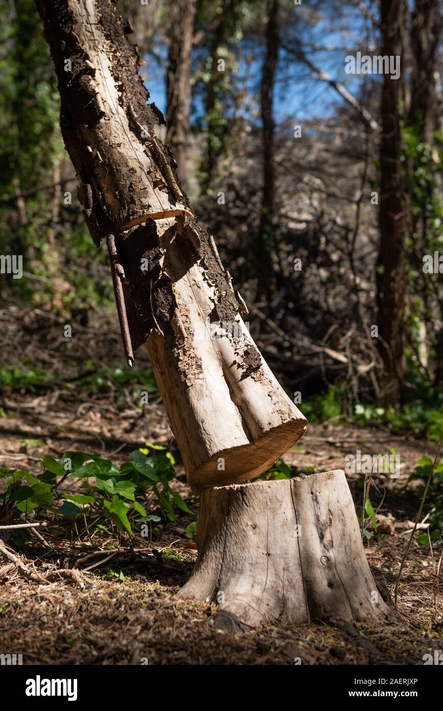 Cutting deforestation hi-res stock photography and images - Alamy