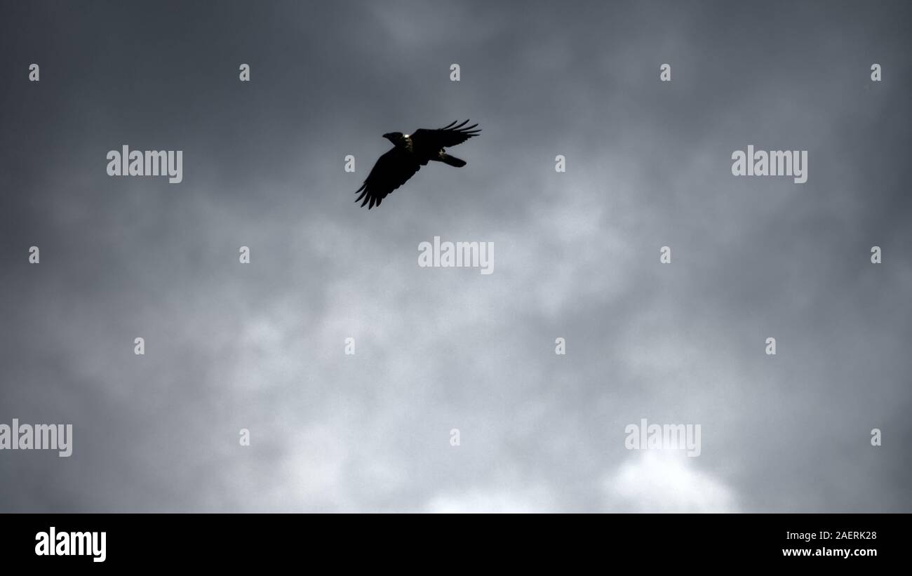 grey crow in flight. Advanced species of commensal animals. Hoodie ...