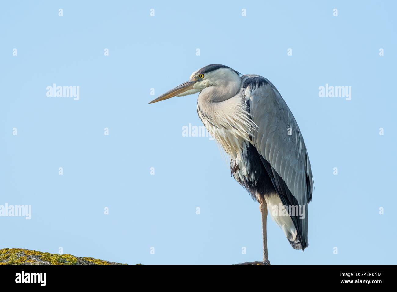 Orange leg bird hi-res stock photography and images - Alamy