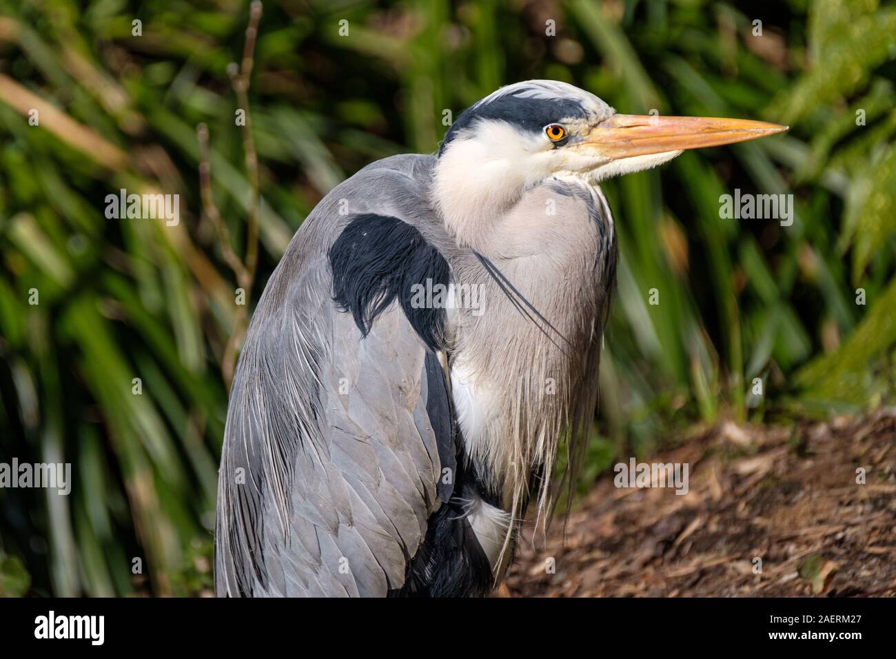 Great blue heron with fluffy feathers on a green bokeh background Stock ...