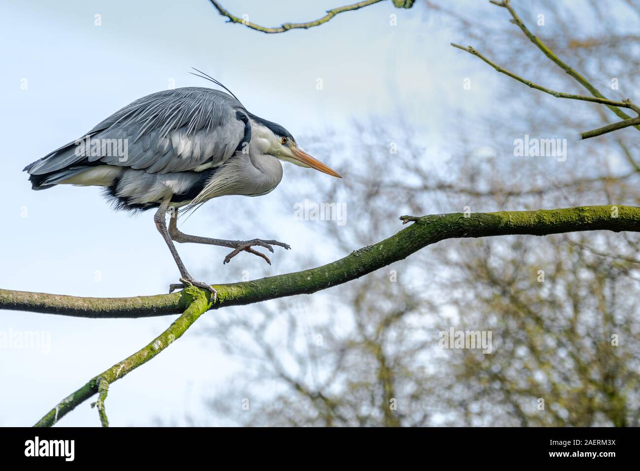 Bird Feet Branch High Resolution Stock Photography and Images - Alamy
