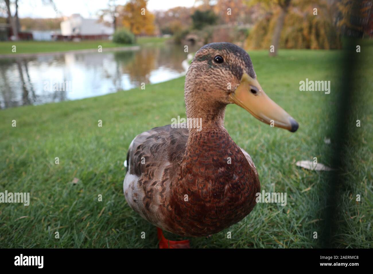 Marvelous Animal High Resolution Stock Photography and Images - Alamy