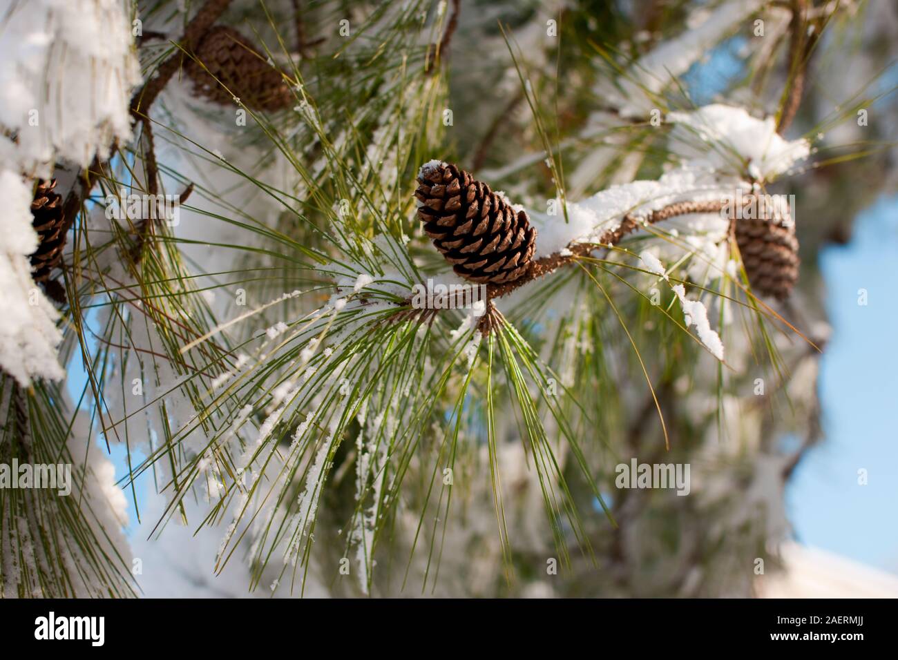 Pine cone close up picture hi-res stock photography and images - Alamy