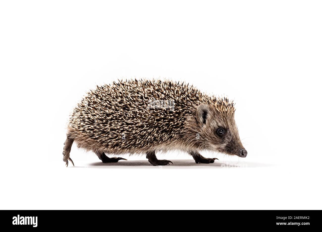 Hedgehog side view Cut Out Stock Images & Pictures - Alamy