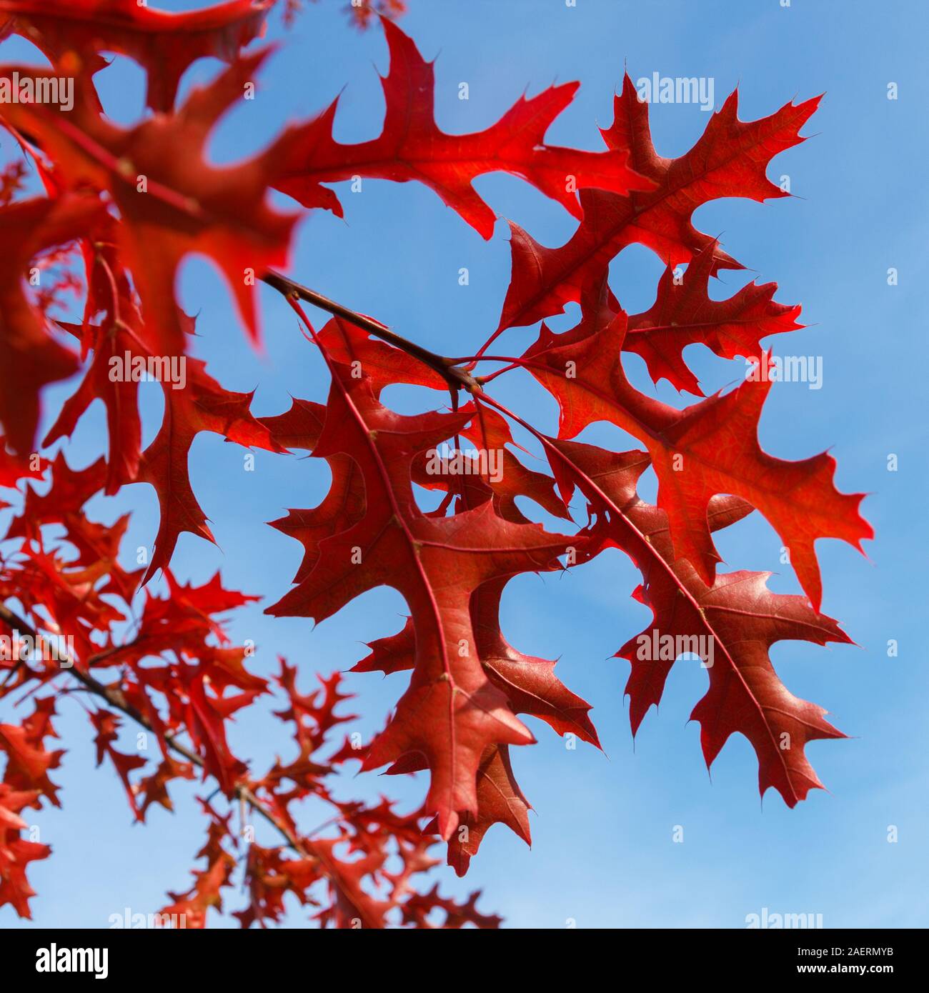 Red autumn hi-res stock photography and images - Alamy