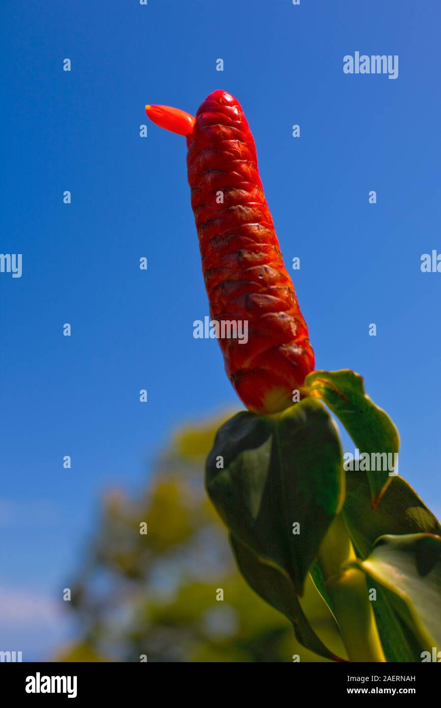 Red flowers vertical hi-res stock photography and images - Alamy