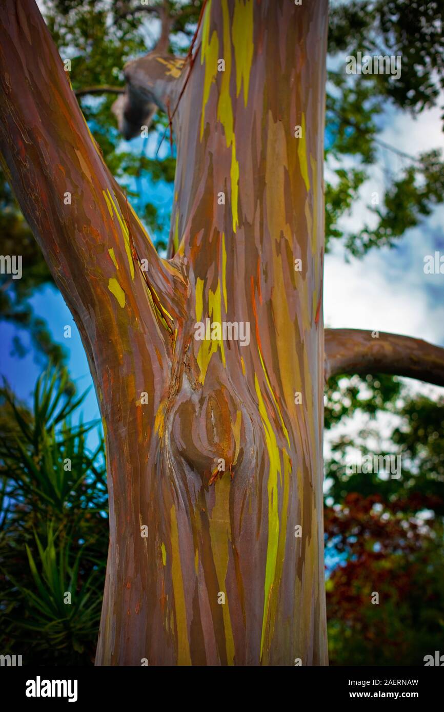 Eucalyptus tree trunks hi-res stock photography and images - Alamy